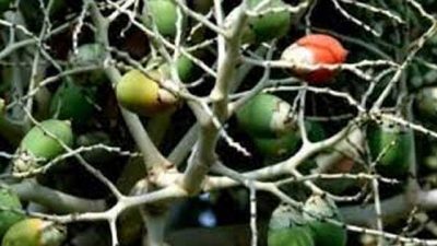 5 Khasiat Buah Pinang Muda Dapat Menyehatkan Jantung - Sukabumi Ku